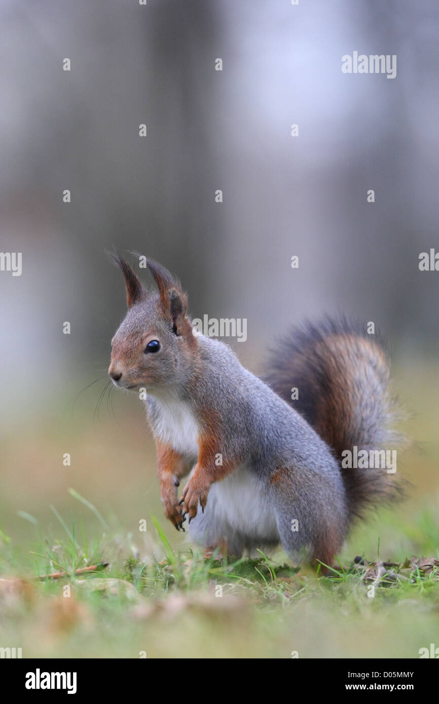 Coat of the red squirrel hi-res stock photography and images - Alamy