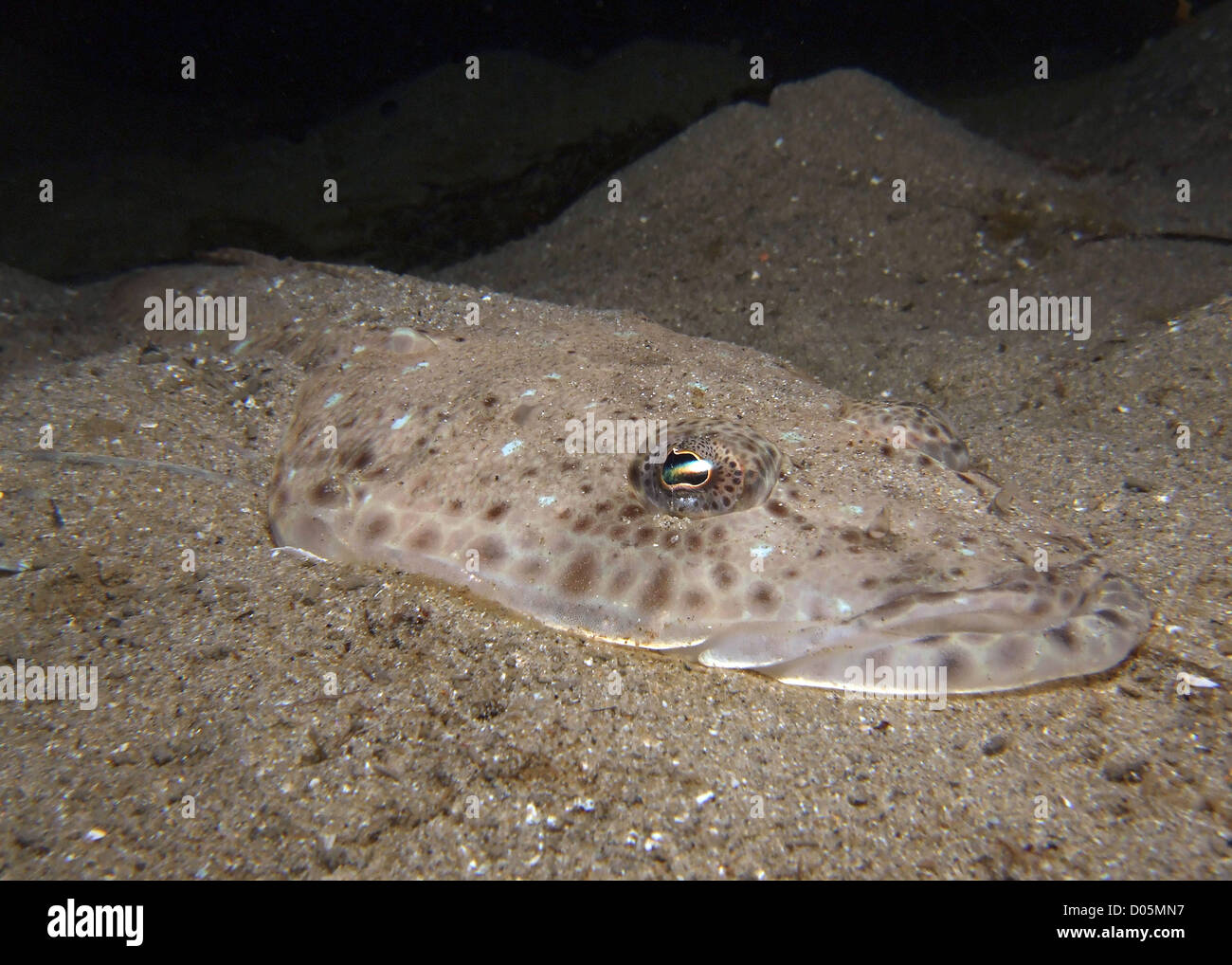 Flathead hi-res stock photography and images - Alamy