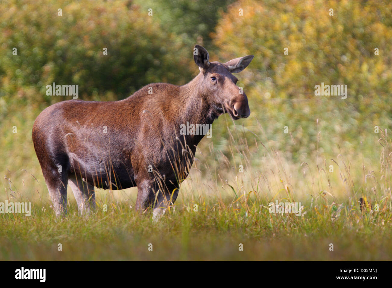 Female Elk (Alces alces) in early morning. Europe Stock Photo - Alamy