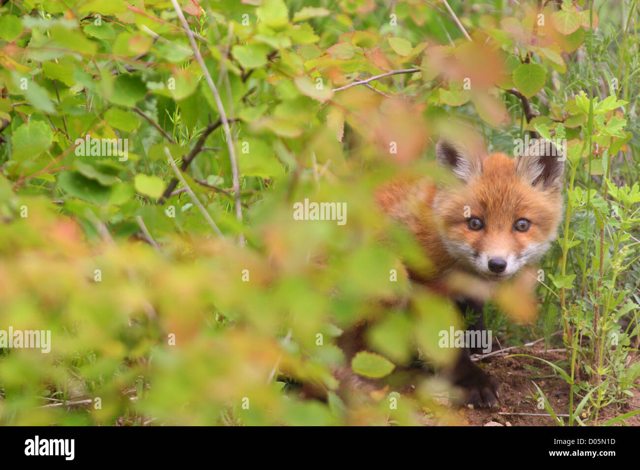 Red Fox kit (Vulpes vulpes Stock Photo - Alamy