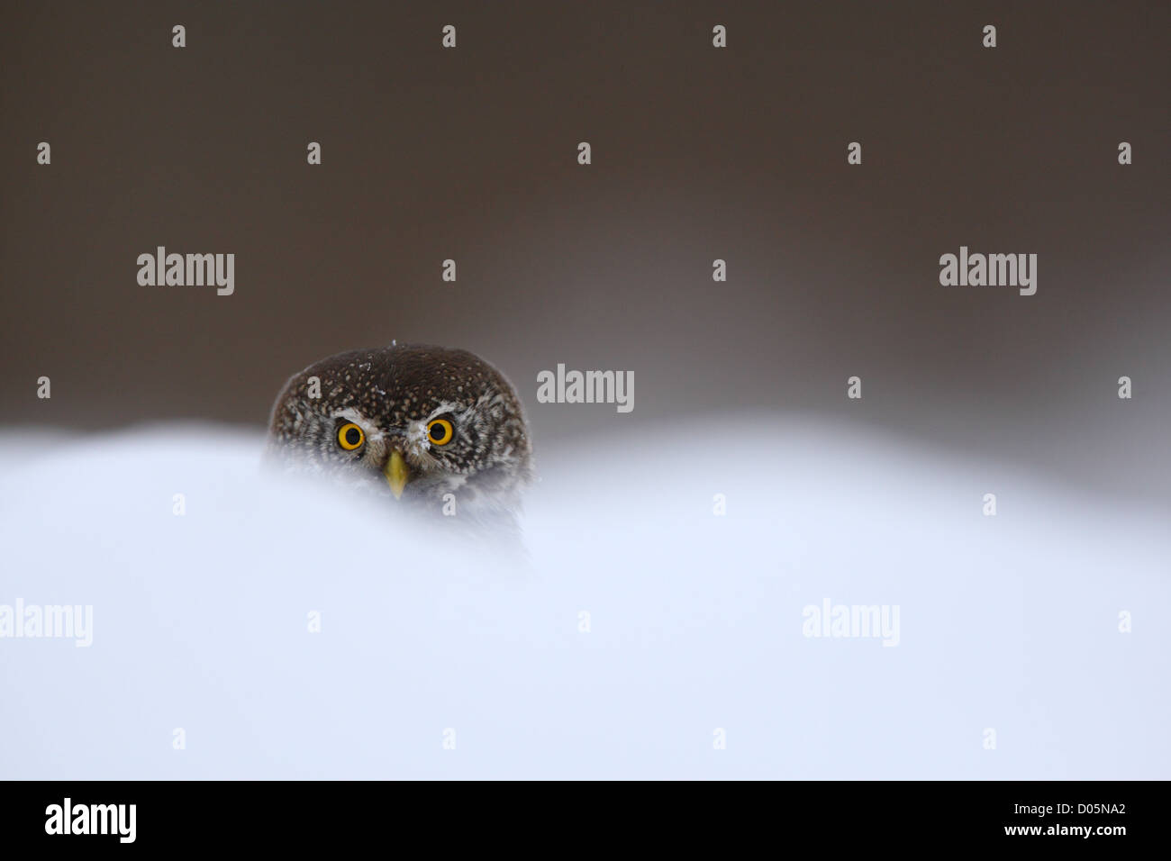 wild Pygmy Owl (Glaucidium passerinum) in snow. Europe Stock Photo - Alamy