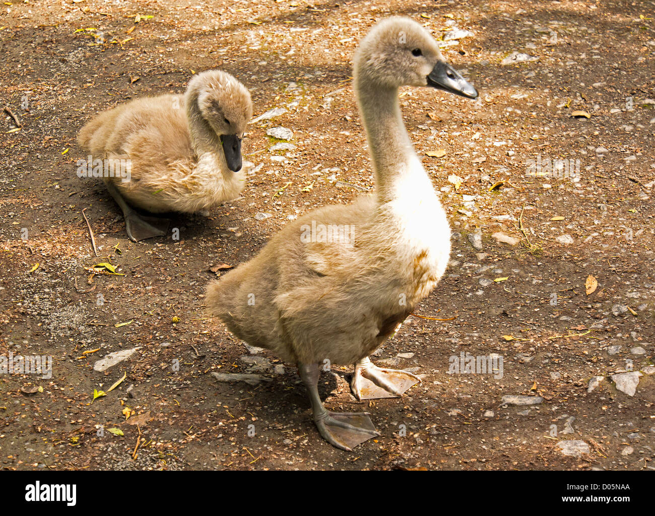 This pair of signets is only part of the larger family of 8 signets in ...