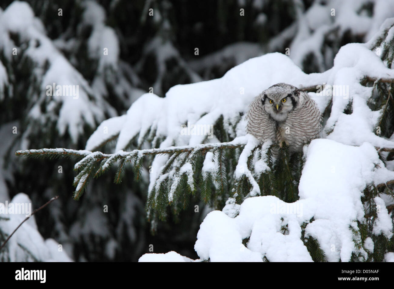 Wild Northern Hawk Owl perched on snow covered fir tree. Europe Stock ...