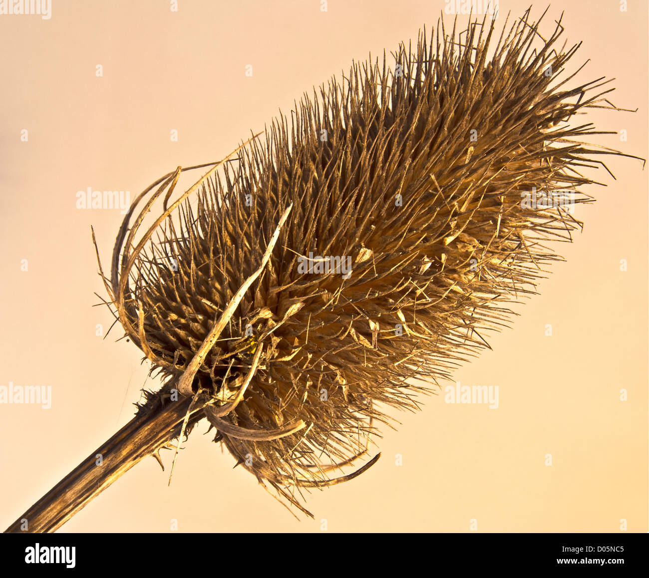 Dipsacus fullonum teasel hi-res stock photography and images - Alamy