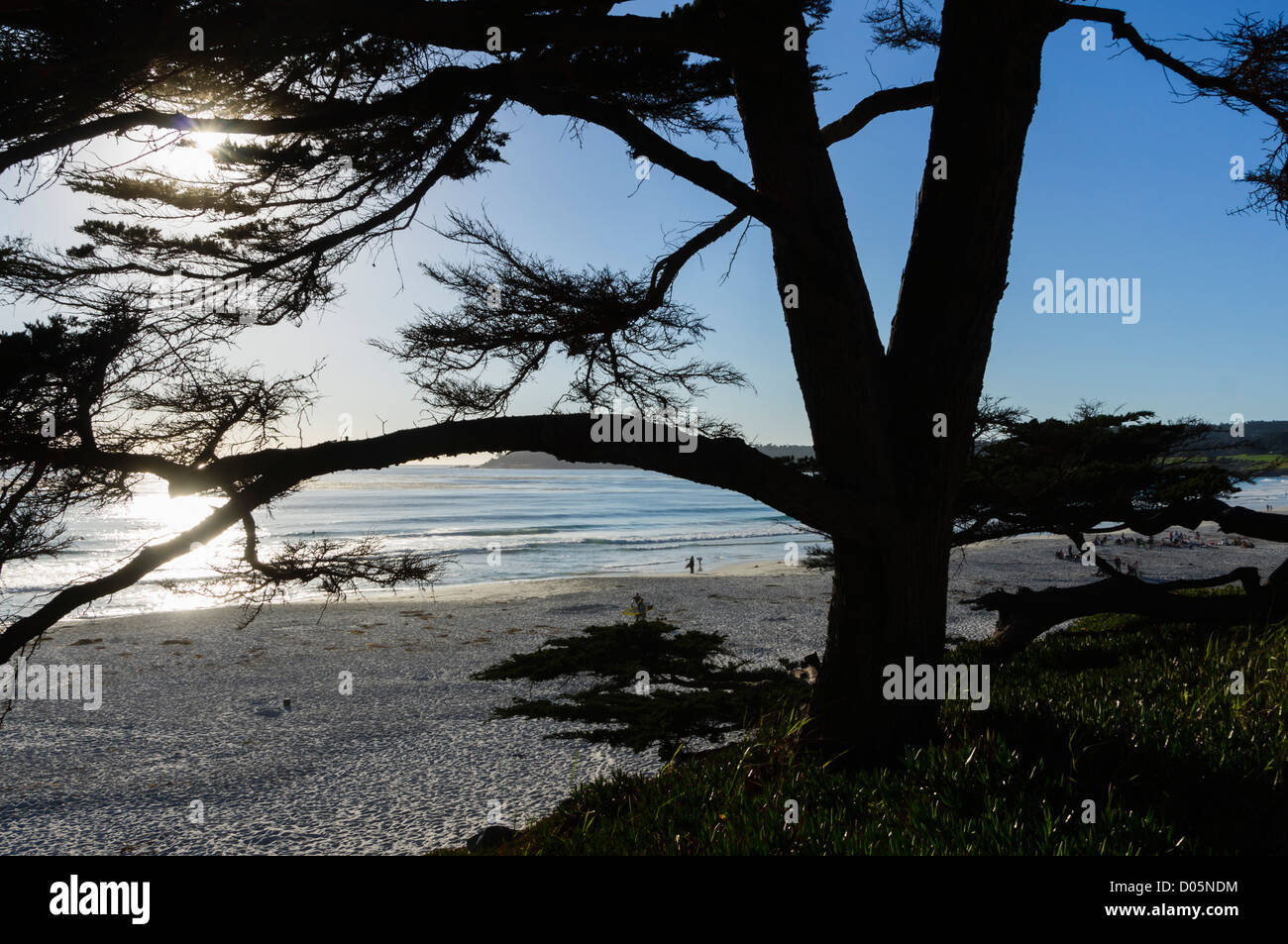 The Pines On Carmel