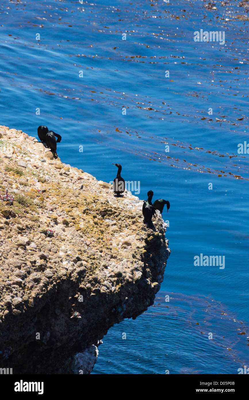 Point Lobos, California, nature reserve and scenic headland. Black shag ...