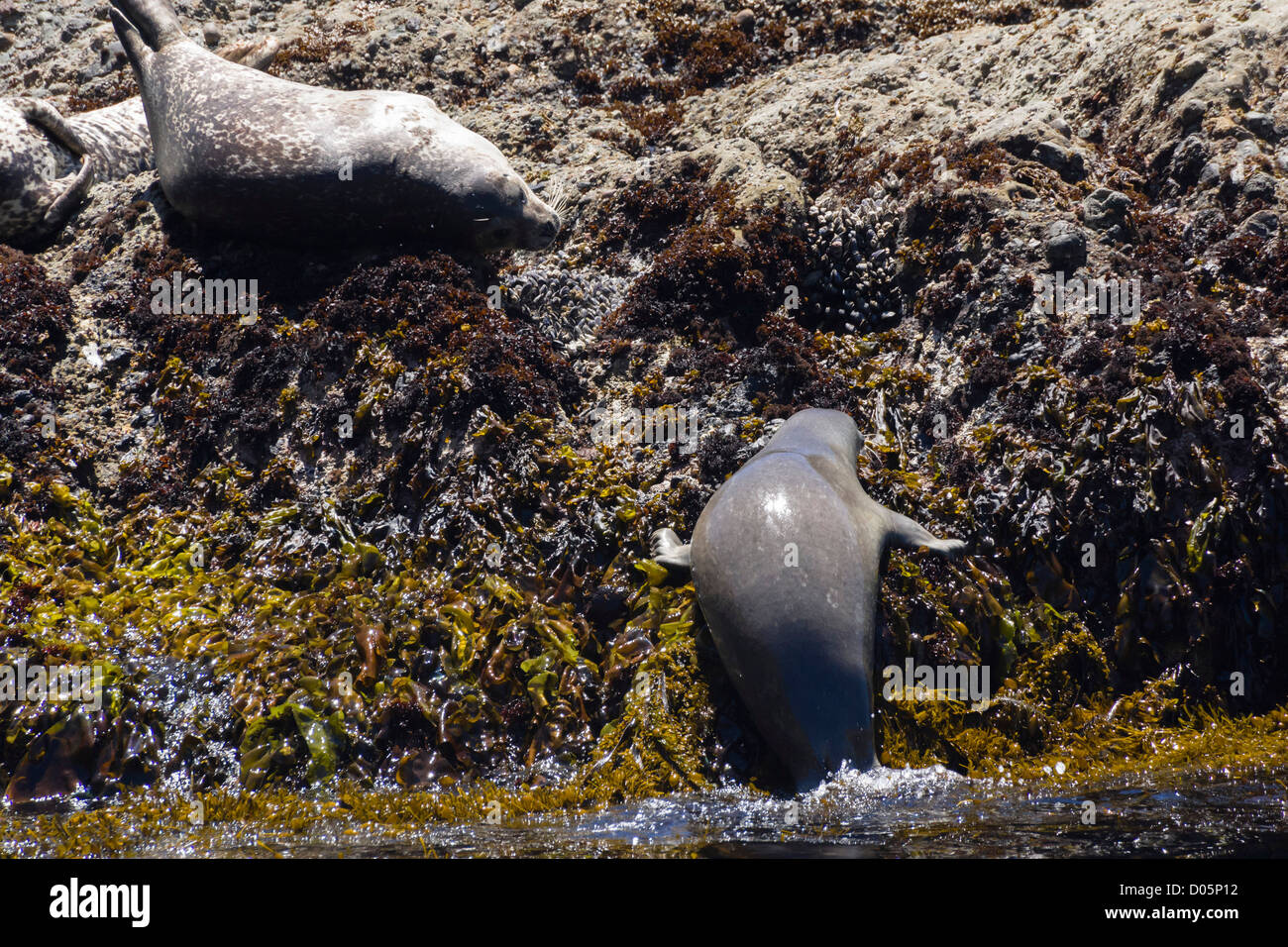 Seals on rocks hi-res stock photography and images - Alamy