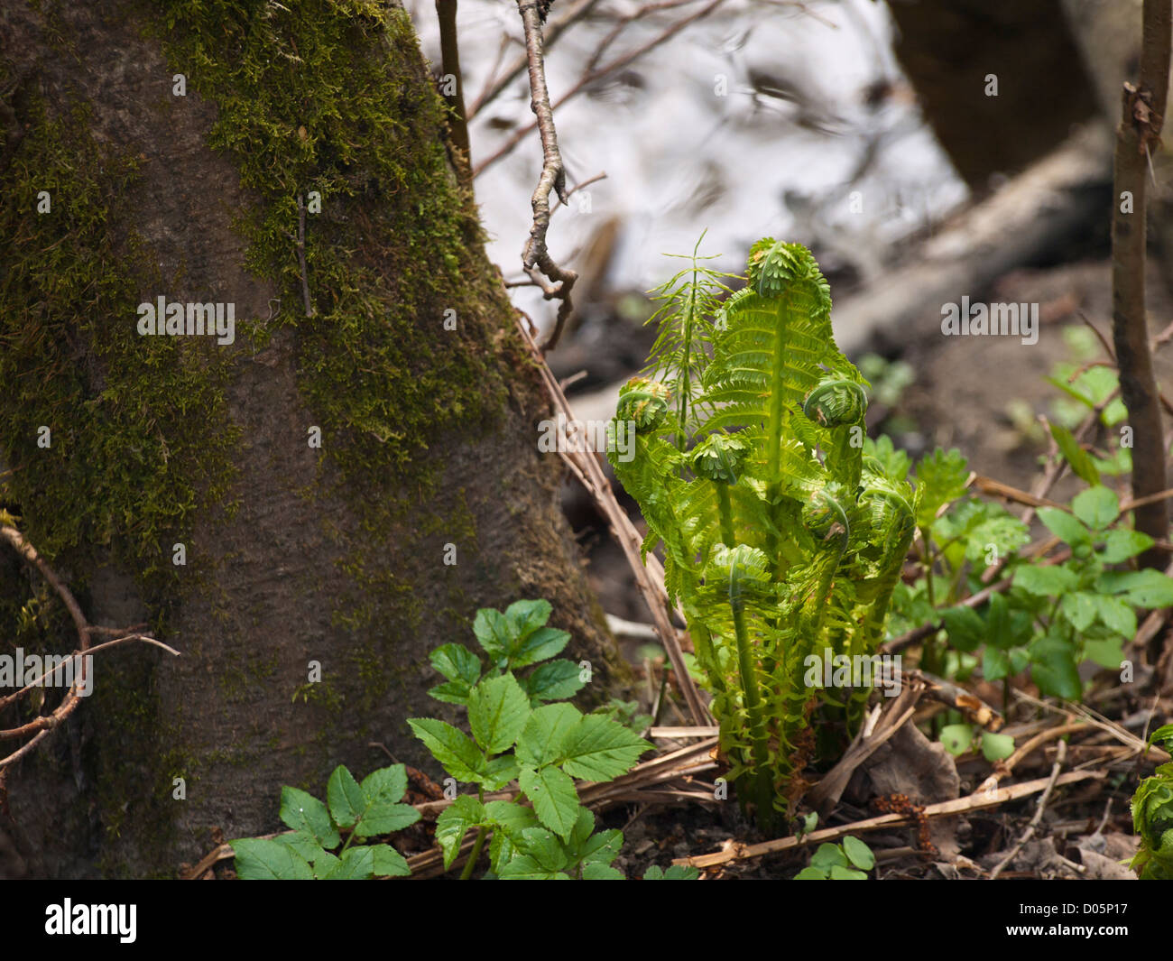 Tree shadow in forests hi-res stock photography and images - Alamy