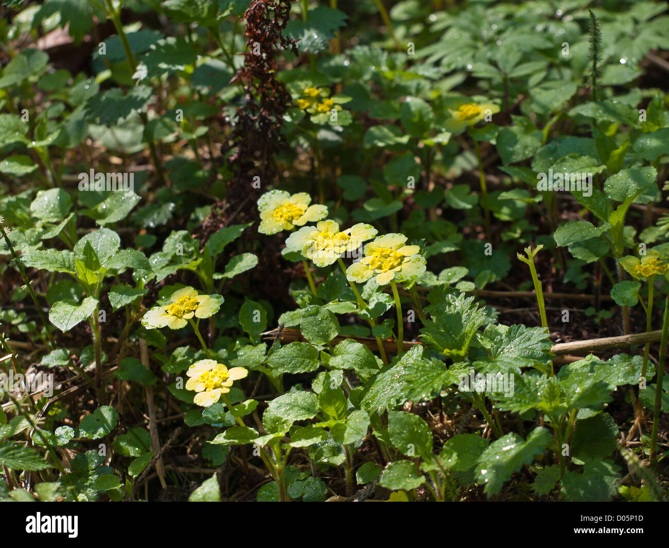Chrysosplenium alternifolium, Alternate-leaved Golden Saxifrage ...