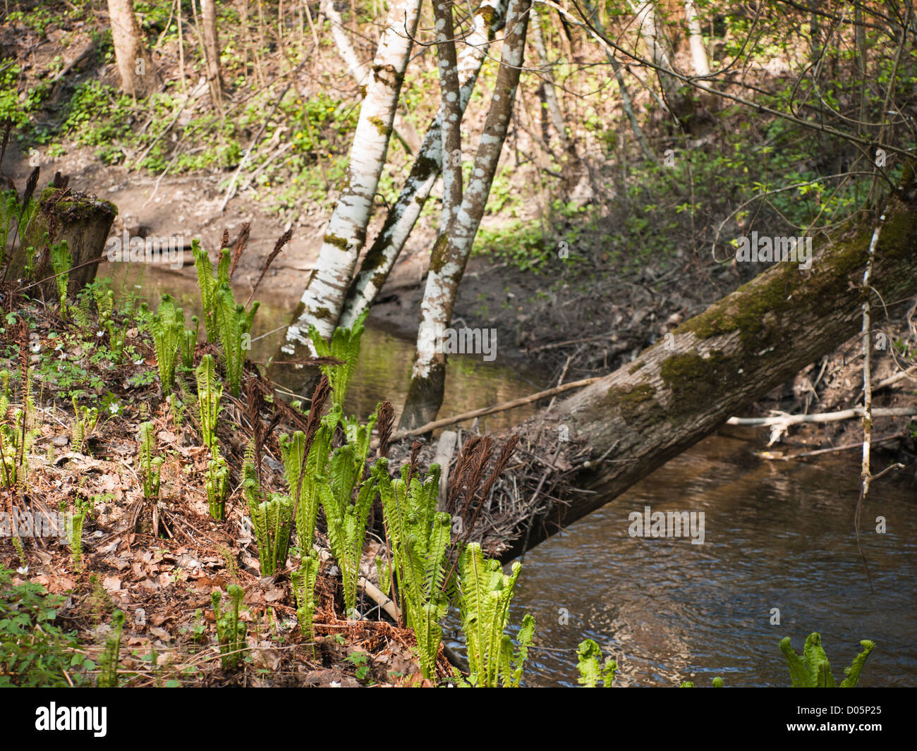 Springtime impressions in the forests of Oslo Norway. Fern or bracken ...