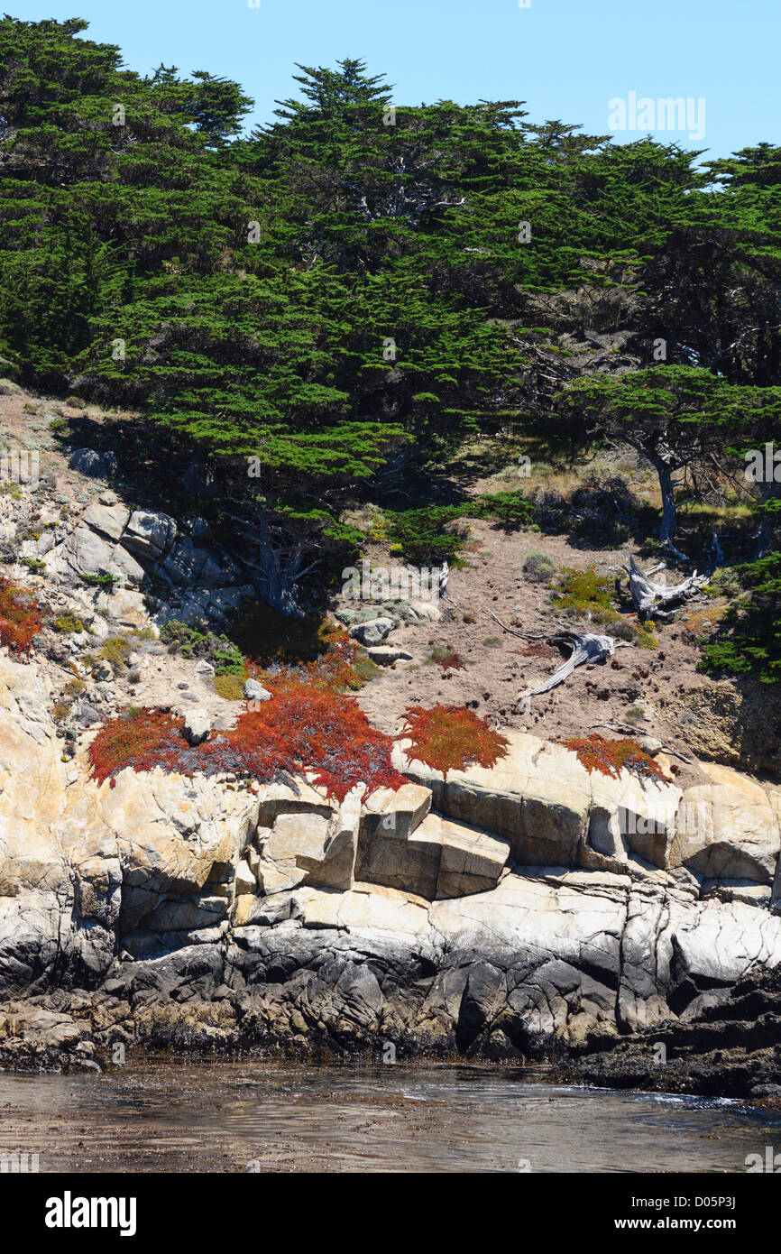 Point Lobos, California, nature reserve and scenic headland. Woodlands ...