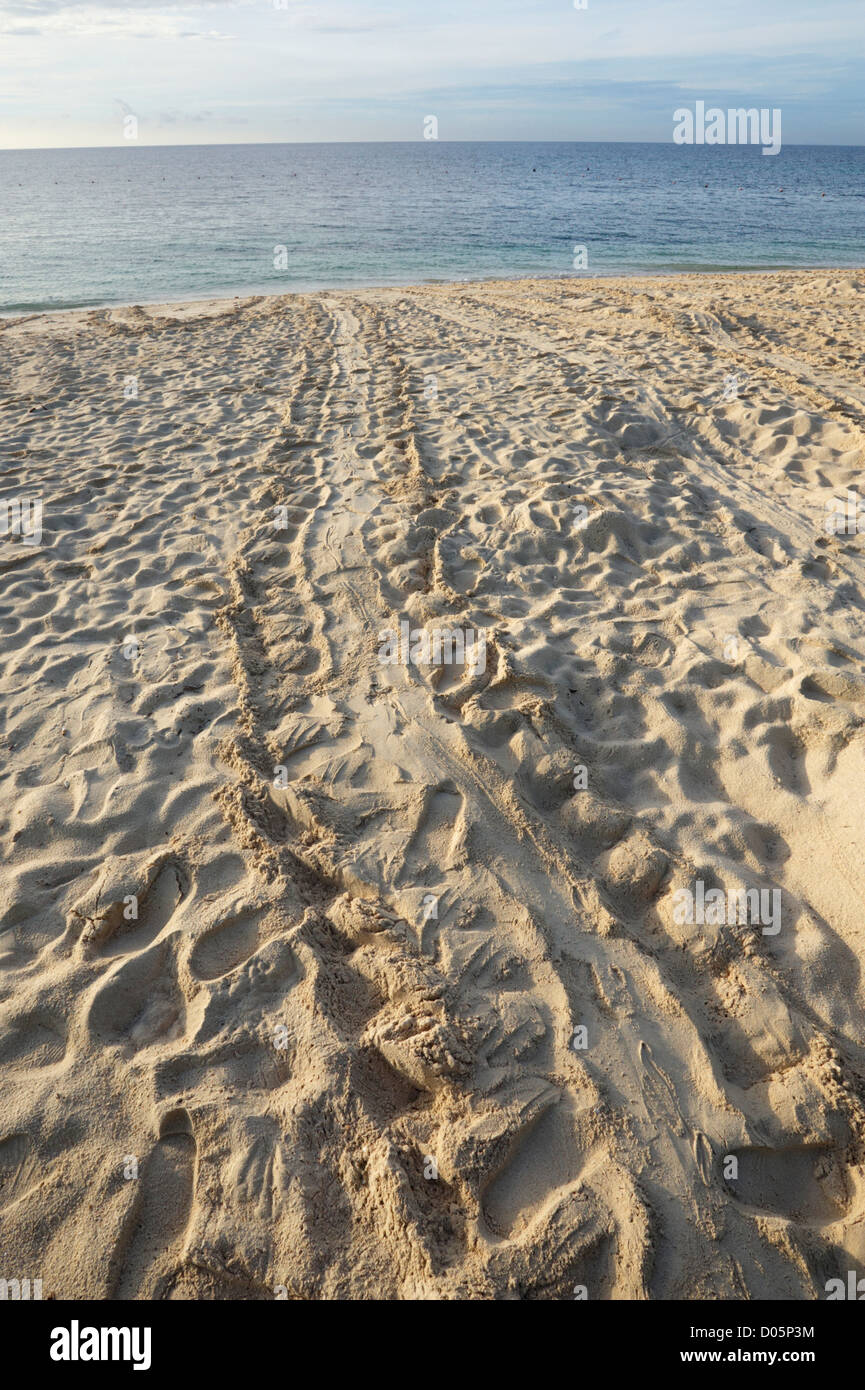 Turtles tracks in sand on Selingan Island, Turtle Islands Park, Sabah ...