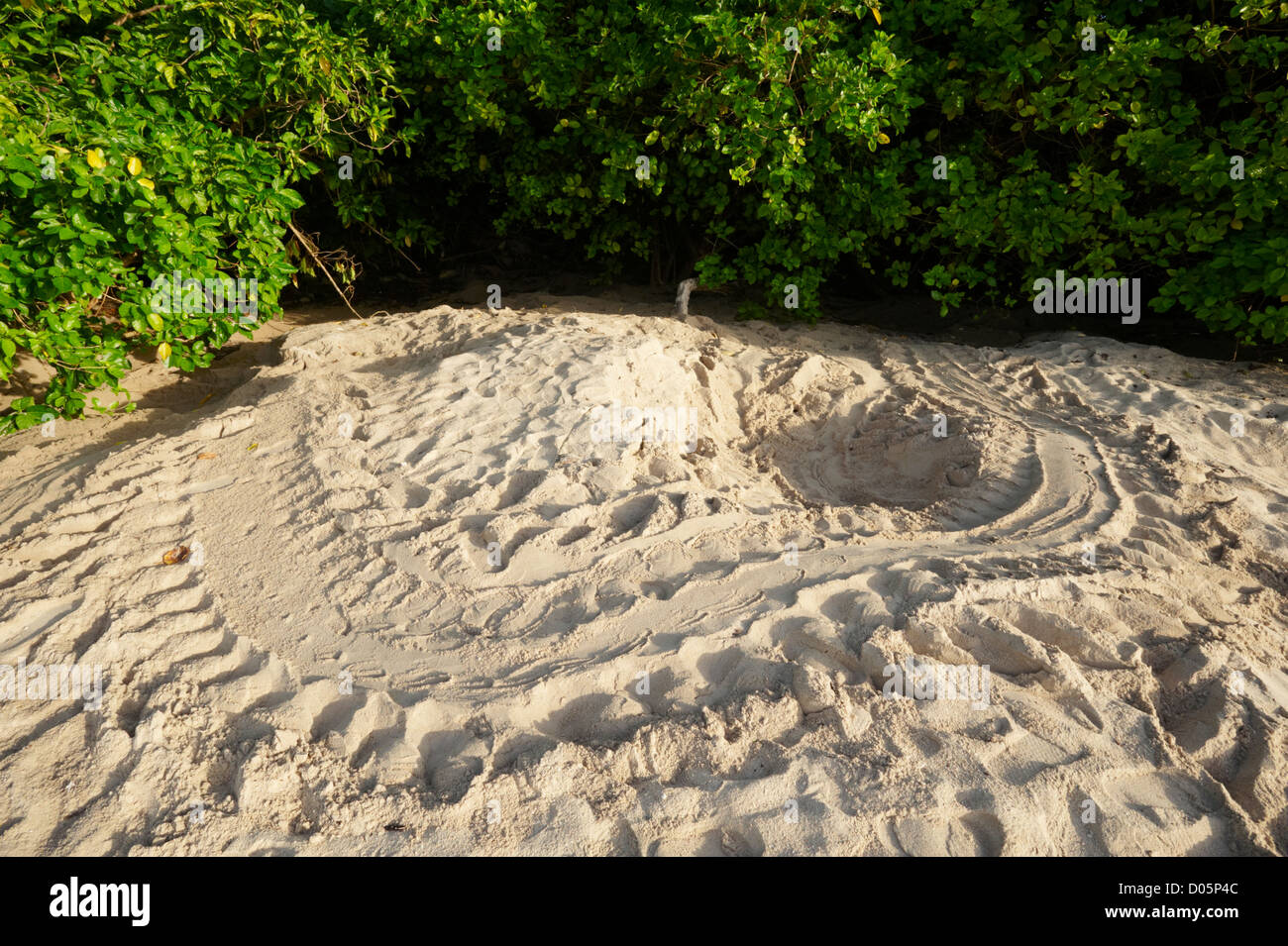 Turtles tracks in sand on Selingan Island, Turtle Islands Park, Sabah ...