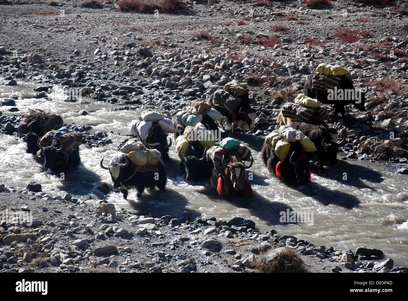 Dolpo yak caravan hi-res stock photography and images - Alamy