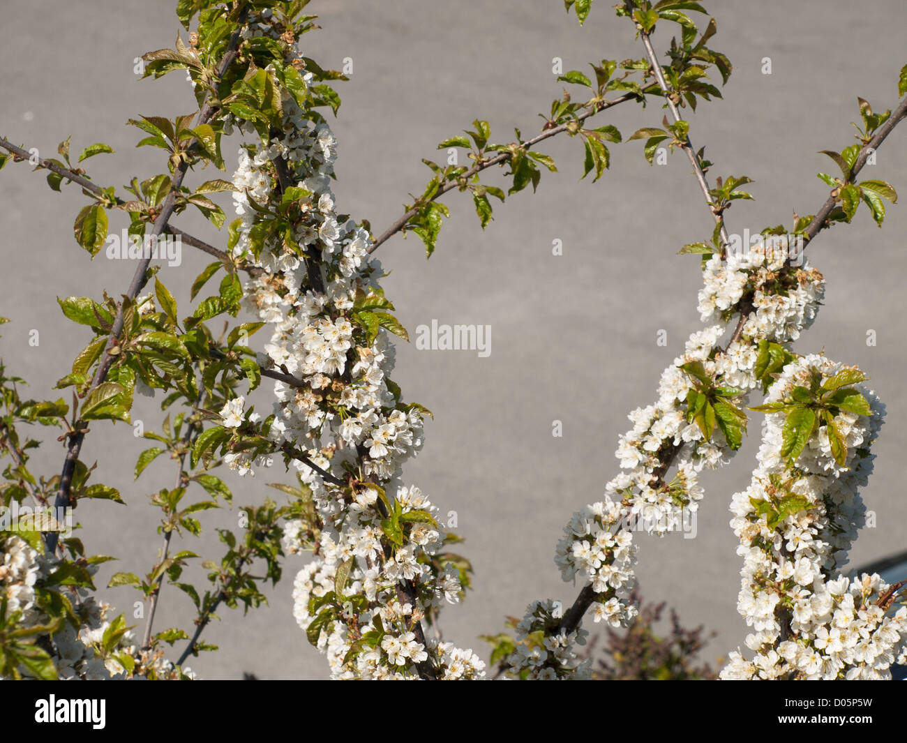 Prunus avium tree hi-res stock photography and images - Alamy