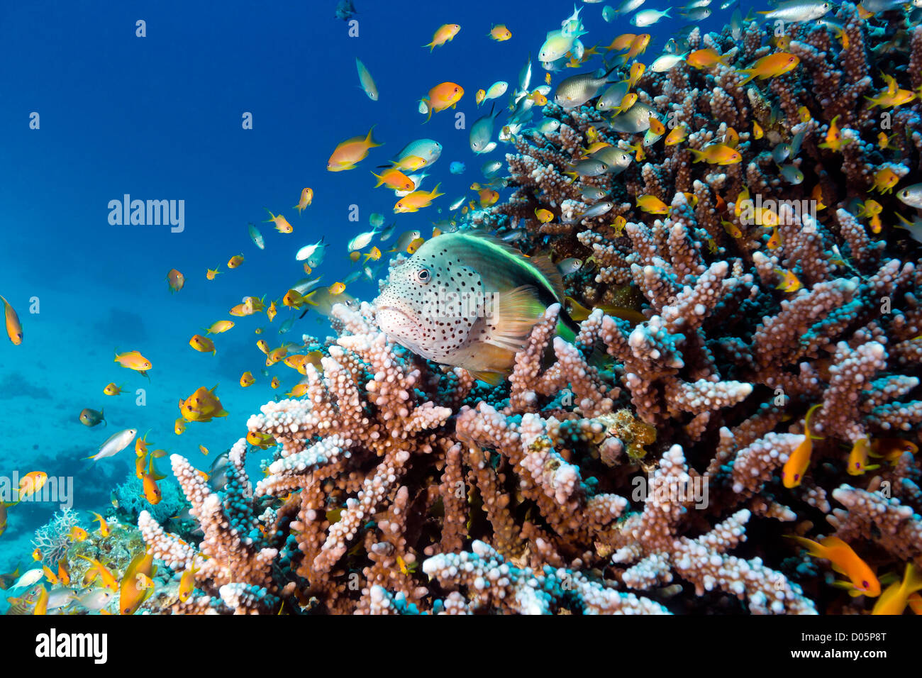 Surrounded by hard coral hi-res stock photography and images - Alamy