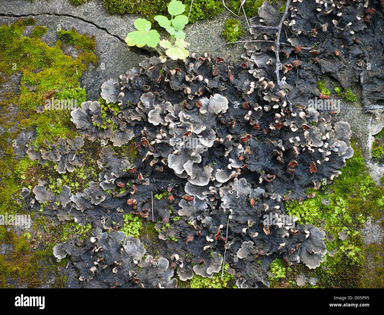 Dark gray lichen with lighter edges on a cement wall with moss Stock ...