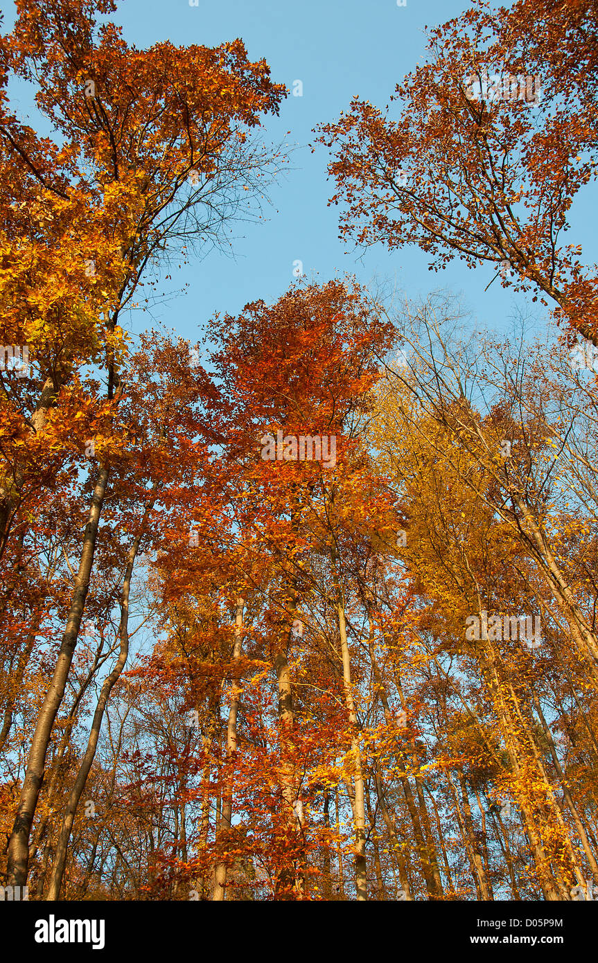 Leaves turned yellow hi-res stock photography and images - Alamy