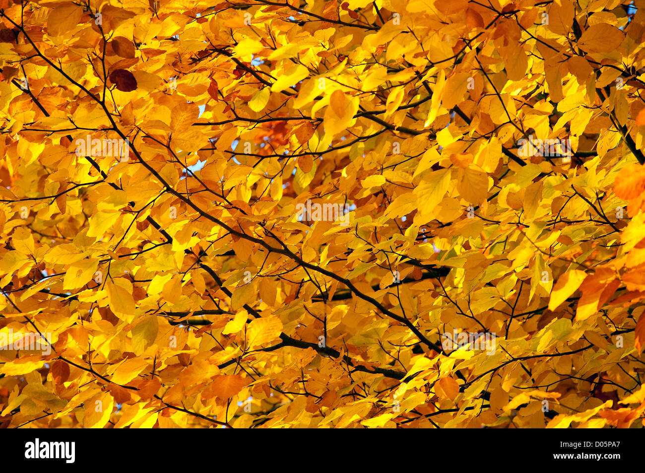 autumn leaves background on forest Stock Photo - Alamy