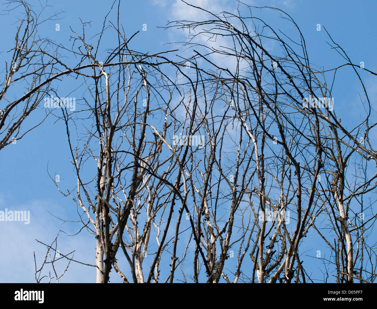 Dead trees branches hi-res stock photography and images - Alamy