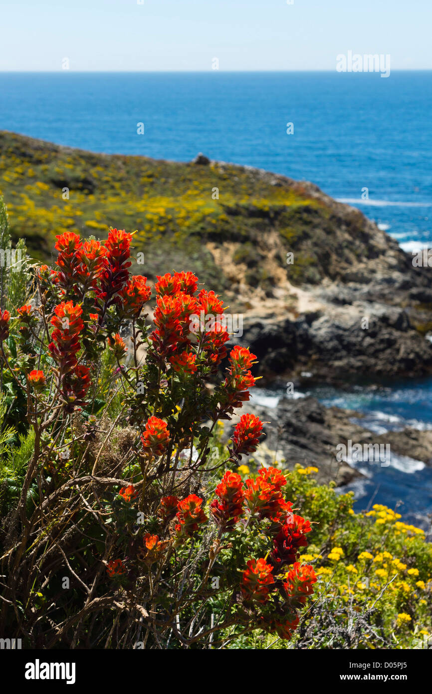 Garropotos Cove, off Cabrillo Highway route 1 ocean drive west coast ...