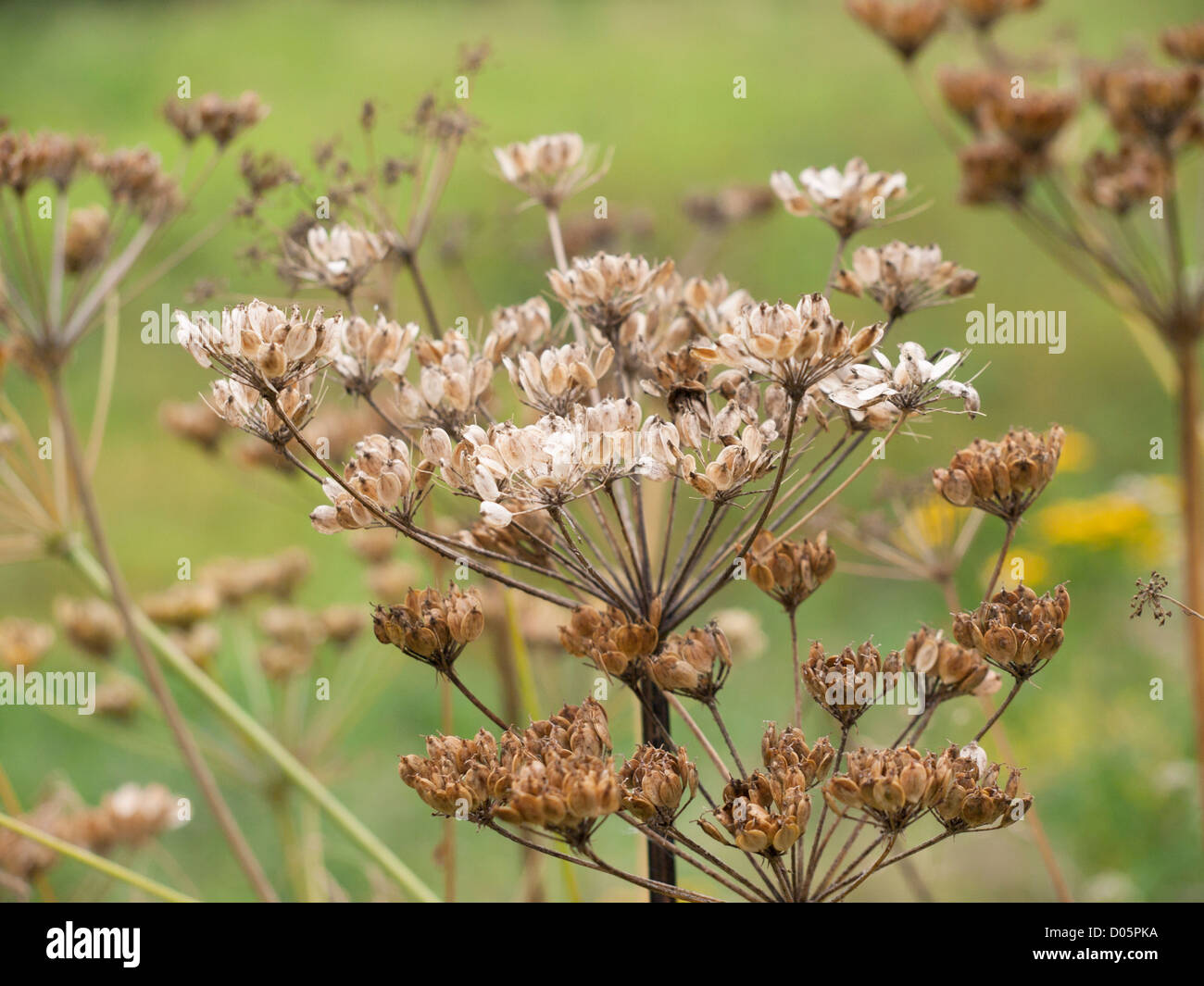 Apiaceae Family High Resolution Stock Photography and Images - Alamy