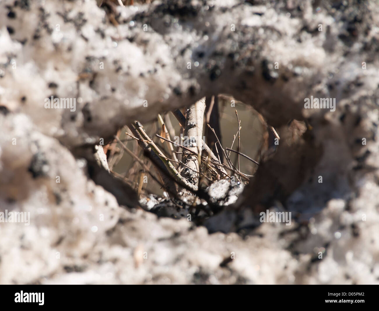 Trunks of a tree hi-res stock photography and images - Alamy