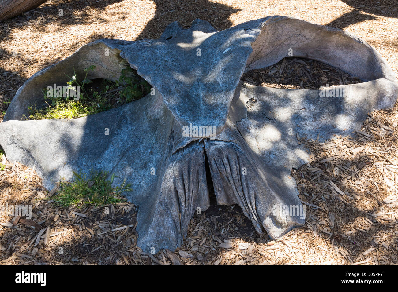 Whalers' Cove, Point Lobos national park, California coast. Old whale ...
