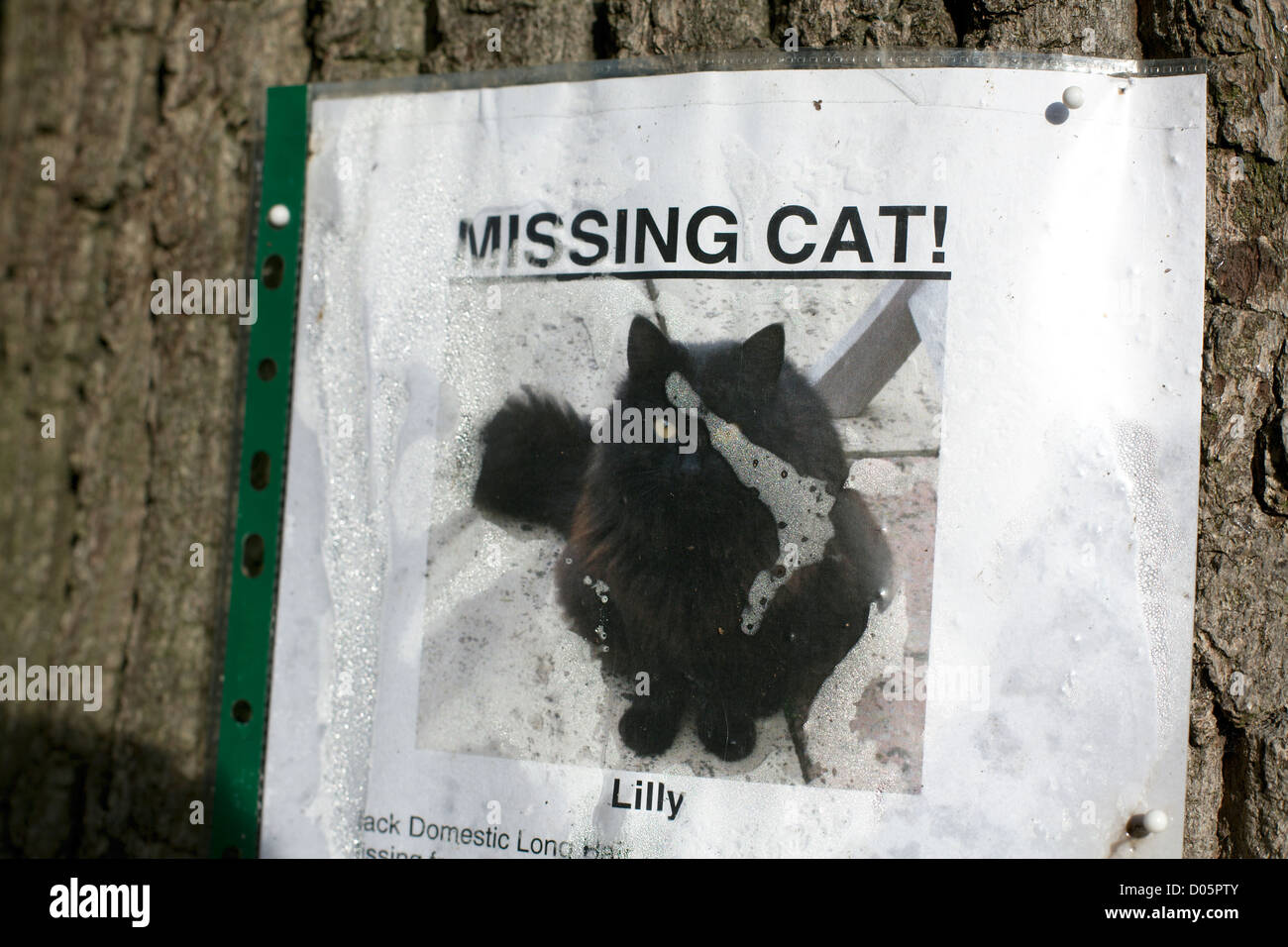 Notice pinned to tree in plastic folder Missing Cat pet Stock Photo - Alamy