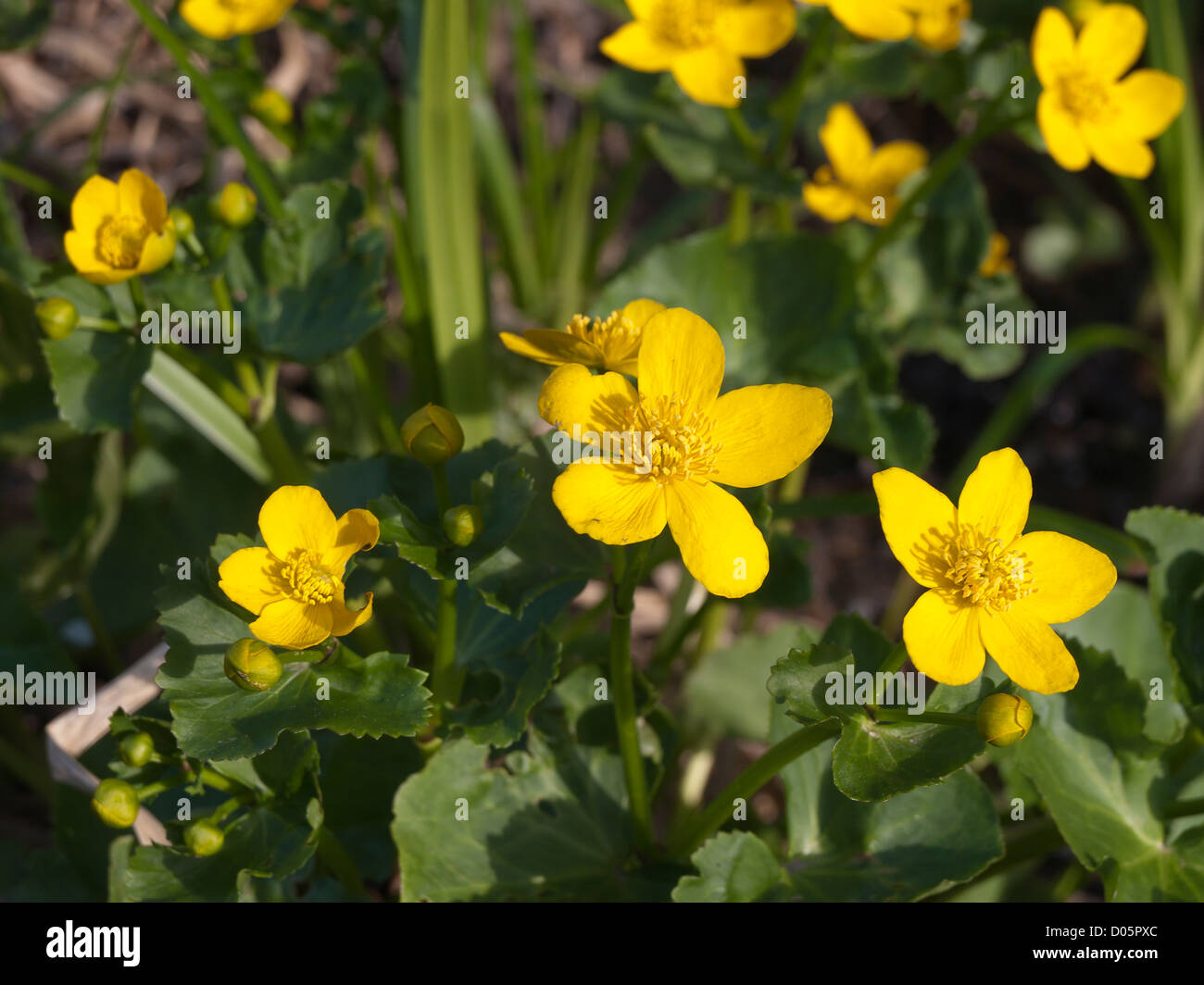 Caltha palustris, kingcup, marsh marigold, a common springtime flower ...