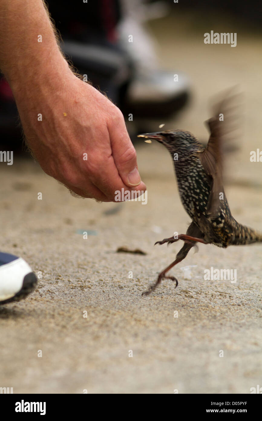 Starling feeding out of humans hand Stock Photo - Alamy