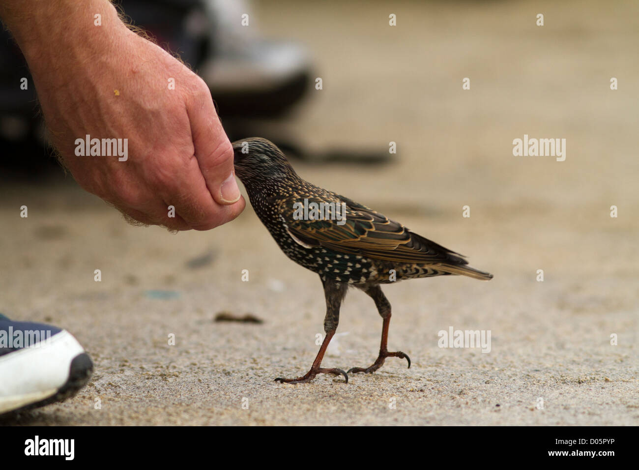 European starling feeding out of human hand Stock Photo - Alamy