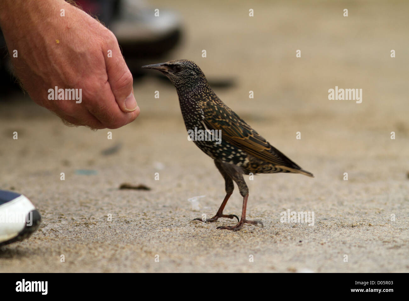 Human bird interaction hi-res stock photography and images - Alamy