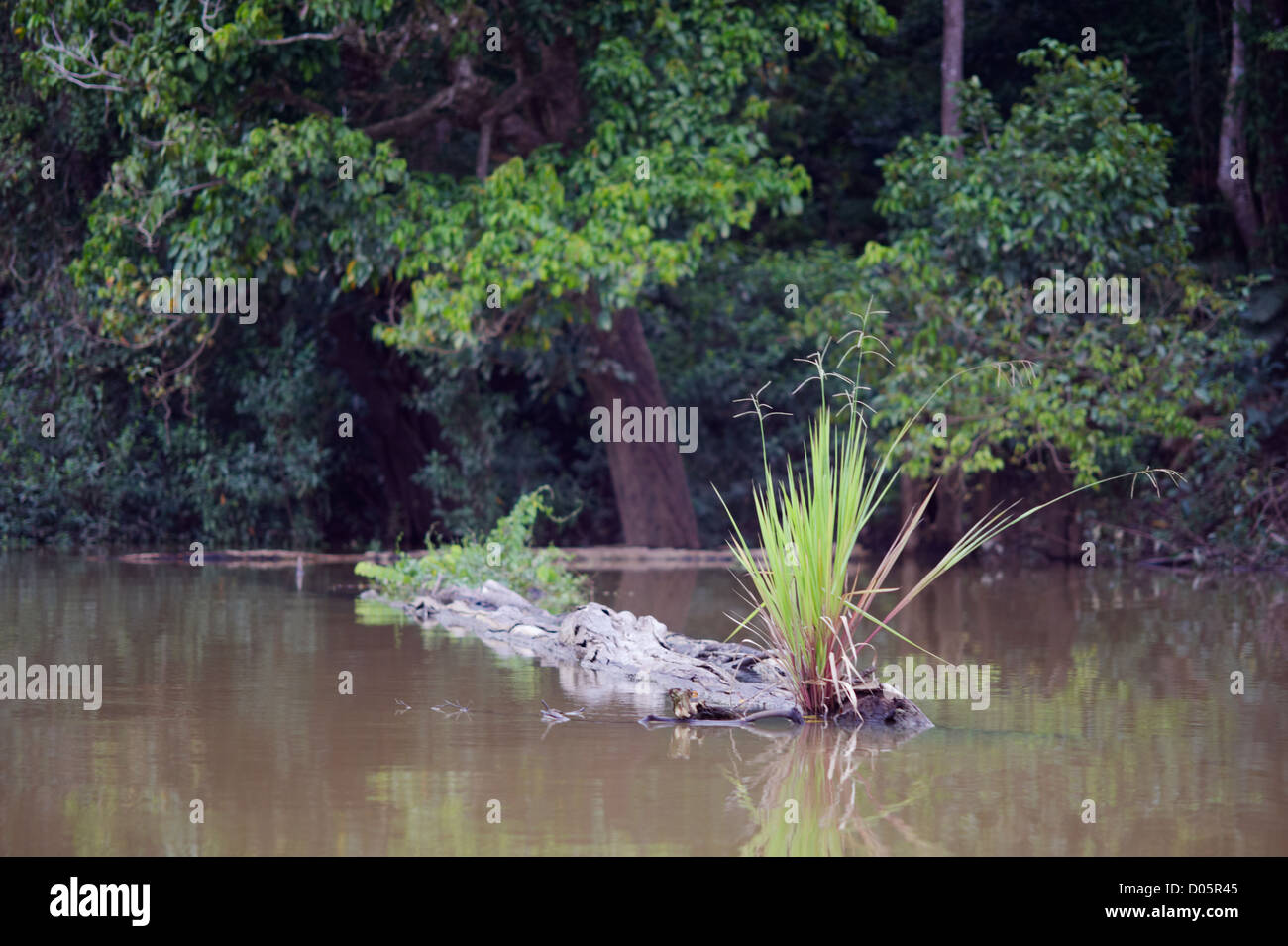 Grass growing on floating tree stump, Kinabatangan River, Sabah, Borneo ...