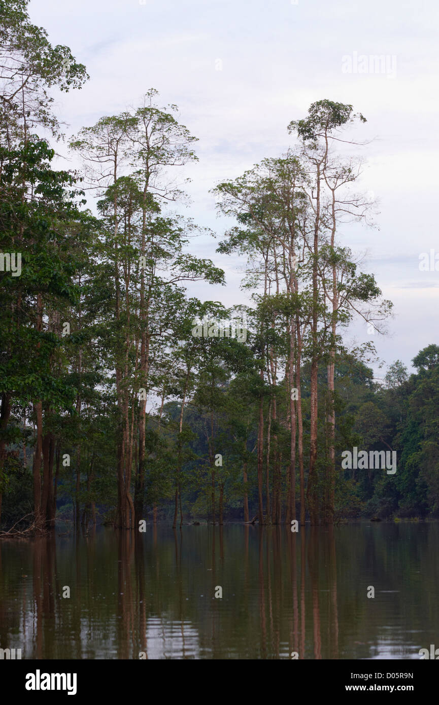 Trees growing in Kinabatangan River, Sabah, Borneo Stock Photo - Alamy