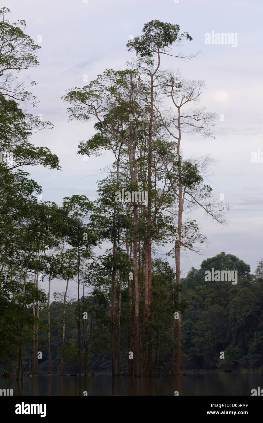 Trees growing in Kinabatangan River, Sabah, Borneo Stock Photo - Alamy