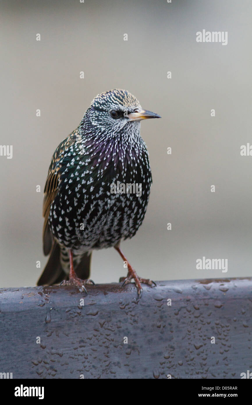 Common starling european sitting hi-res stock photography and images ...