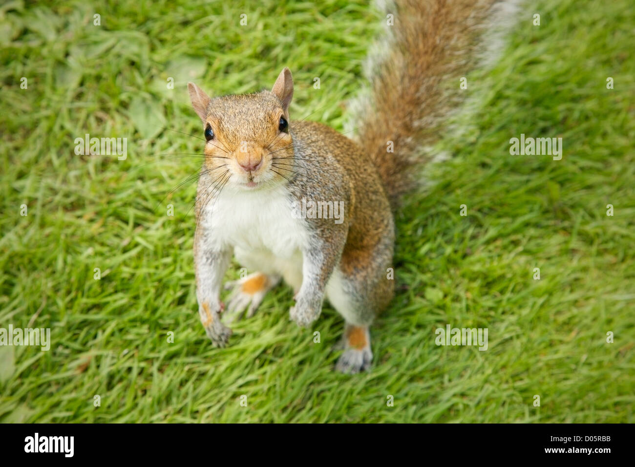 Cute Squirrel London High Resolution Stock Photography and Images - Alamy