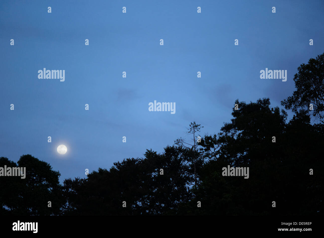 Moon over tree canopy of Kinabatangan River, Sabah, Borneo Stock Photo ...