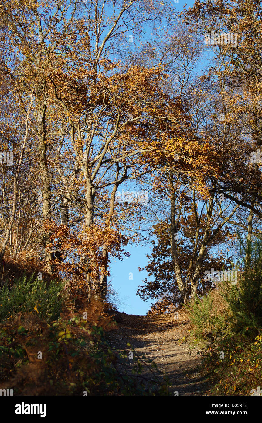 Autumnal Country Path, Frensham, UK Stock Photo - Alamy