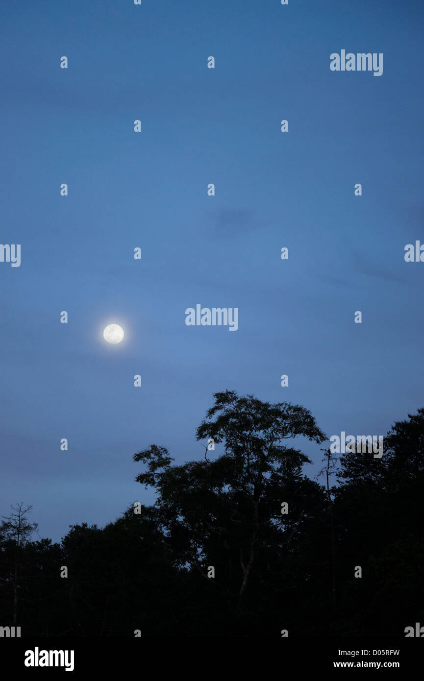 Moon over tree canopy of Kinabatangan River, Sabah, Borneo Stock Photo ...