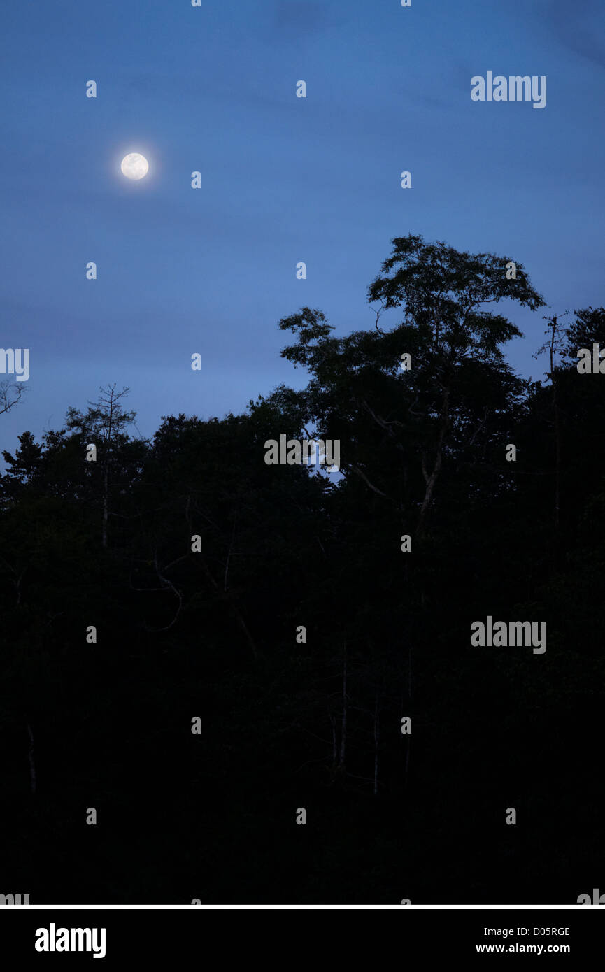 Moon over tree canopy of Kinabatangan River, Sabah, Borneo Stock Photo ...