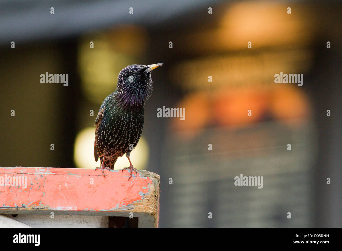 Male starling hi-res stock photography and images - Alamy