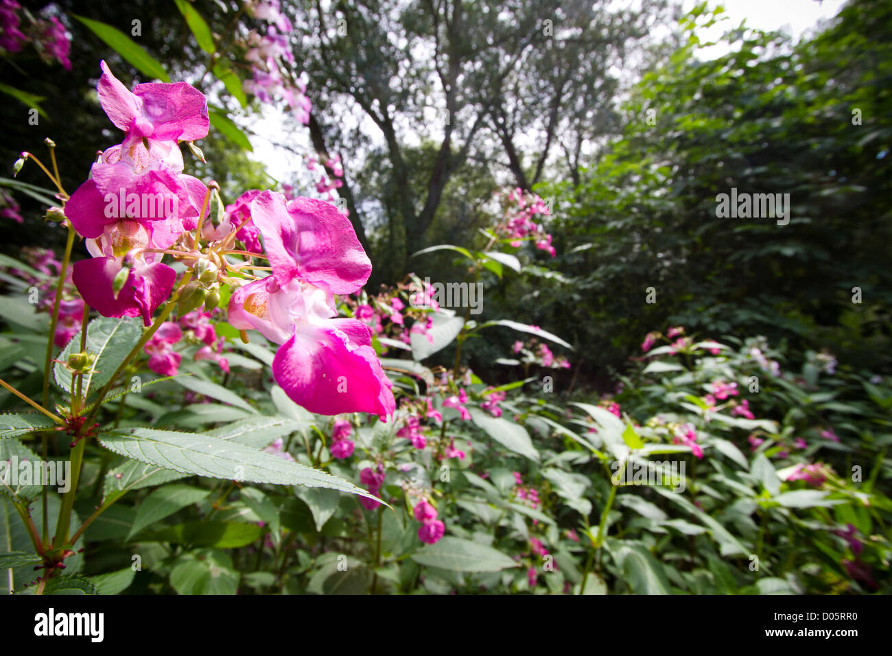 Himalayan Balsam, an invasive weed in the UK Stock Photo - Alamy