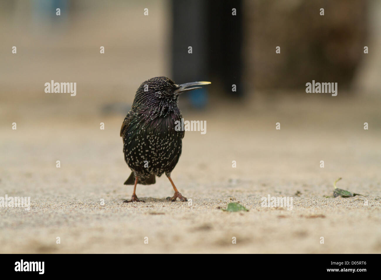 Bird with deformed beak hi-res stock photography and images - Alamy