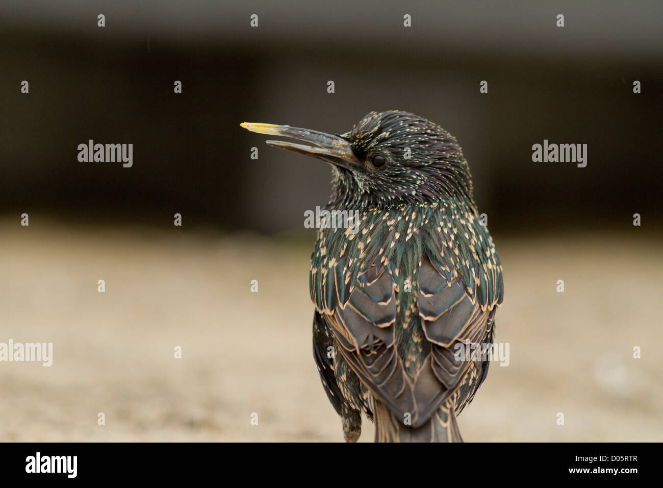 European starling with deformed beak Stock Photo - Alamy