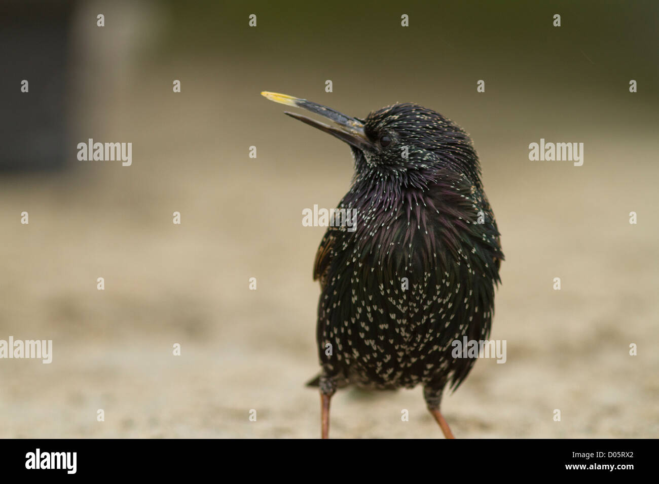 Bird with deformed beak hi-res stock photography and images - Alamy
