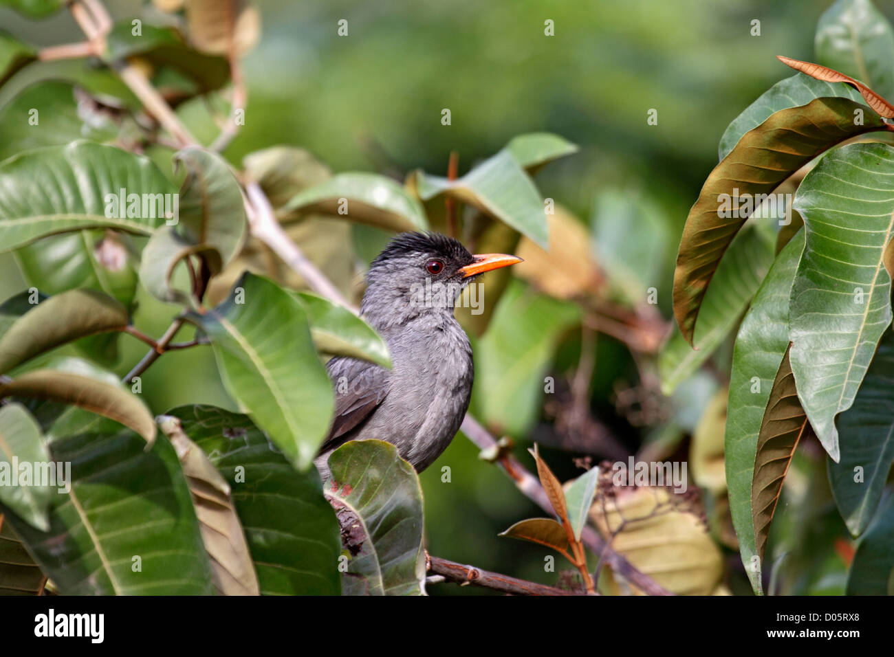 Madagascar bulbul perched in tree Stock Photo - Alamy