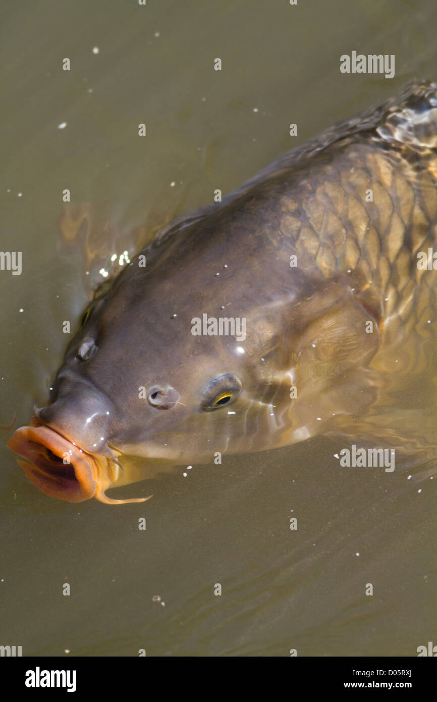 Carp fishing england hi-res stock photography and images - Alamy