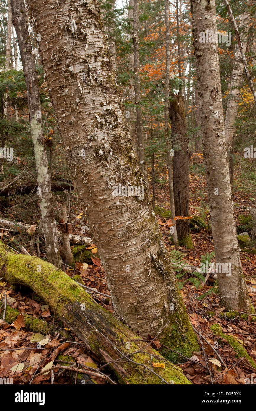 Large tooth aspen trunk hi-res stock photography and images - Alamy